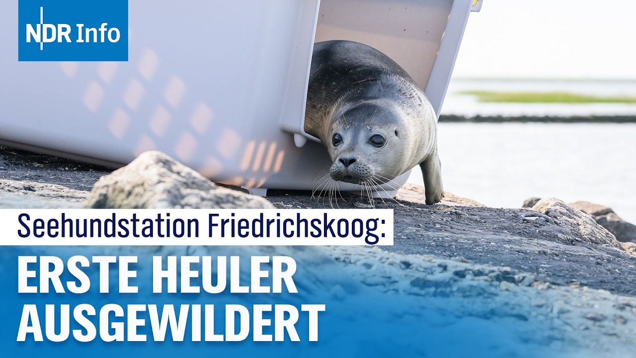 Seehundstation Friedrichskoog: Erste Seehunde in der Nordsee ...
