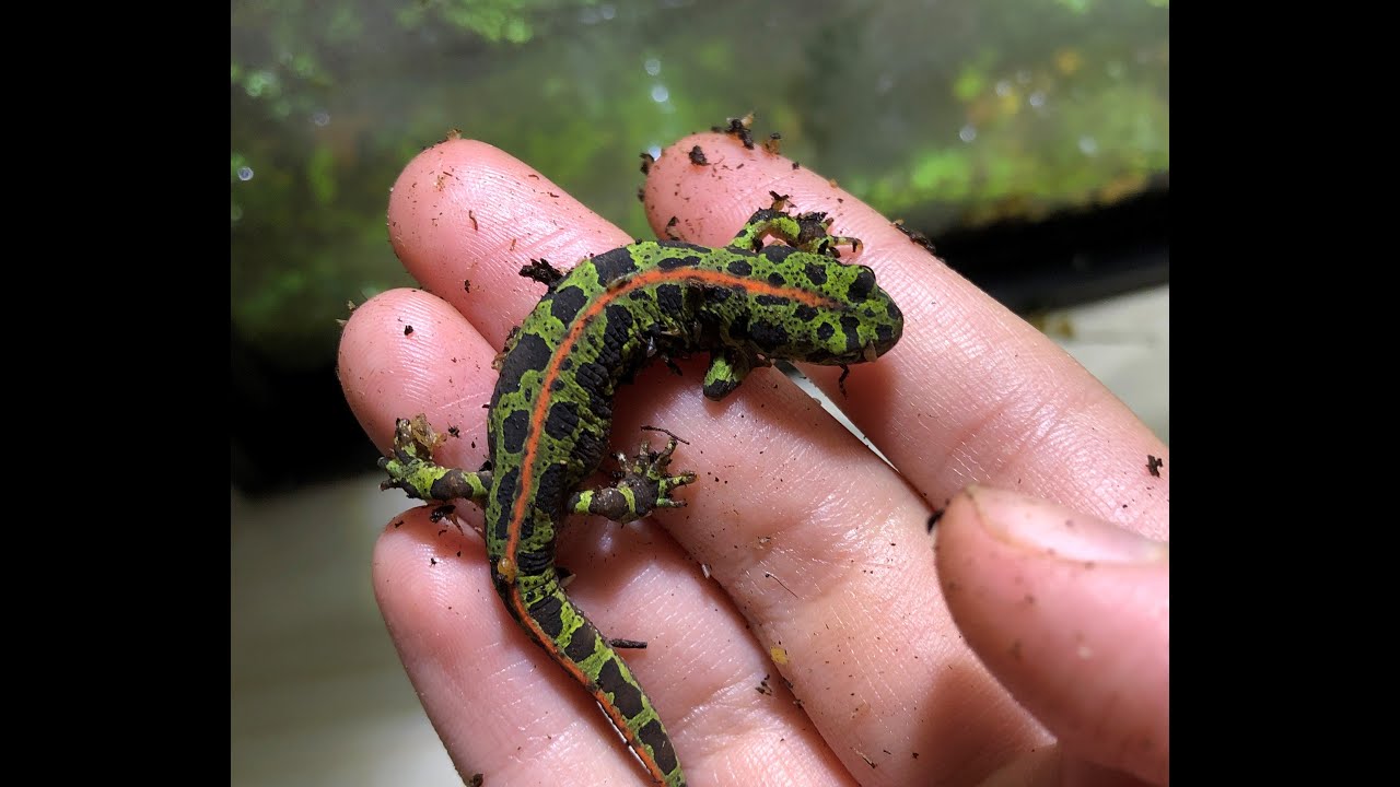 Pygmy marbled newt shedding - YouTube