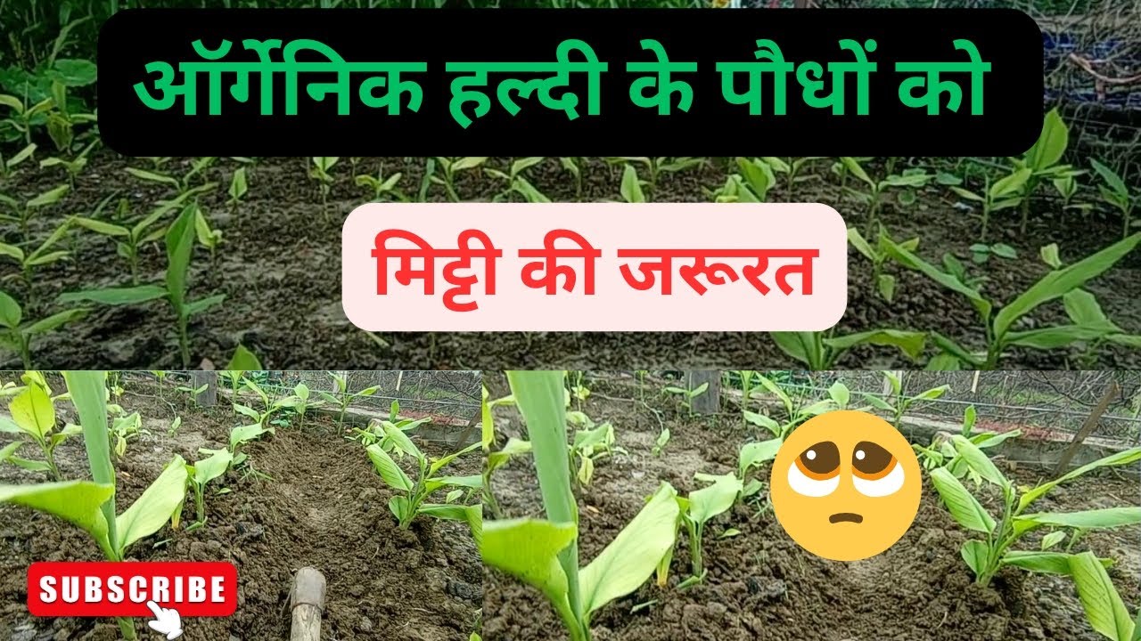 organic Haldi farming🍠 घर पर ऐसे उगी हमारी ऑर्गेनिक हल्दी🌿Haldi ki ...