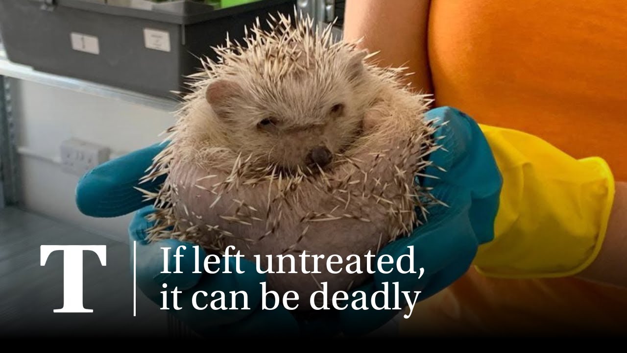 Human impact is taking its toll on Maltese hedgehogs. - YouTube