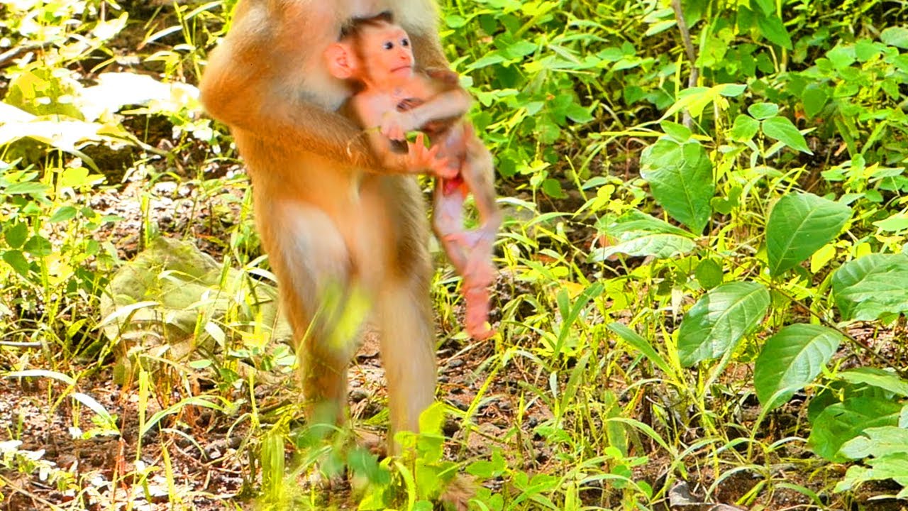 Wow ! Baby monkey MOKA tries to hug baby MOKEN runs two foot in the ...