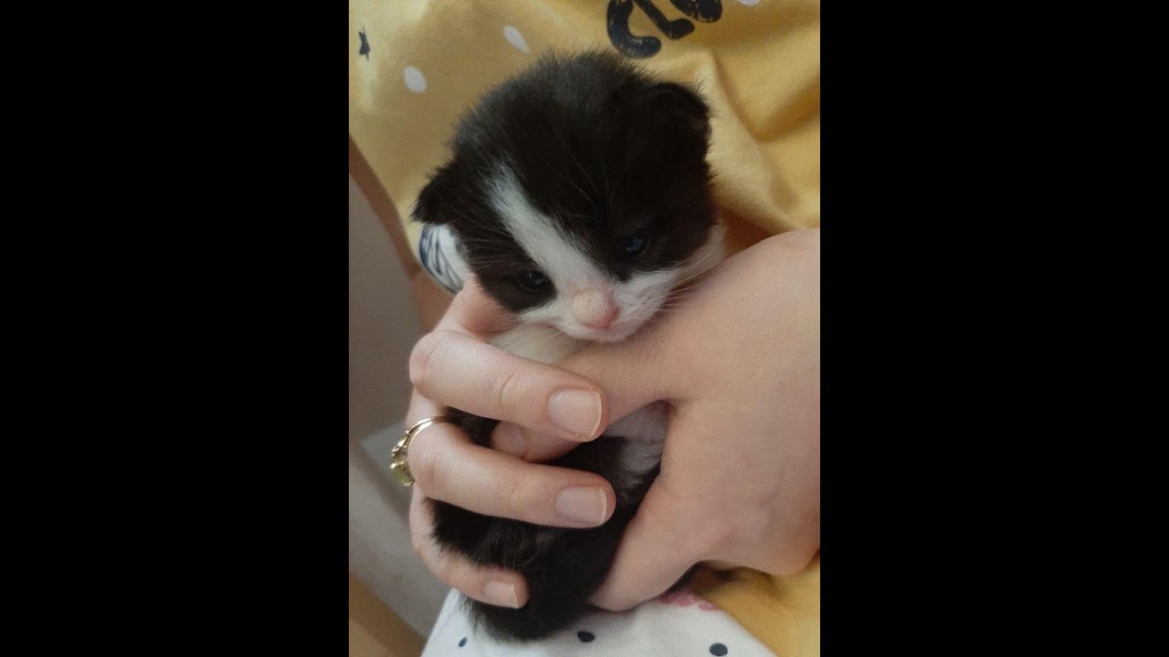 Fluffy Tuxedo Kitten