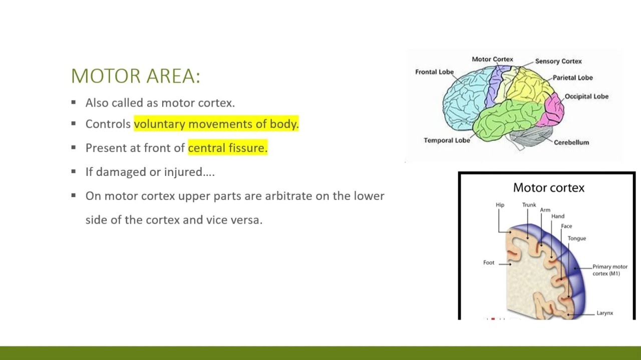 What is Motor Cortex? introduction, function damage with examples ...