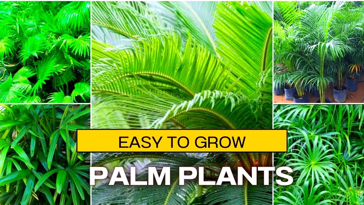 best palm plants | varieties of palm plants | Types of Palm Plants ...