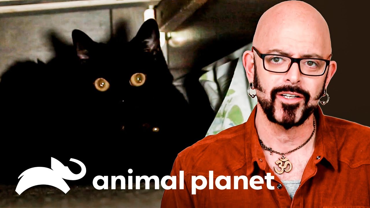 ¡La gata Freddy Kruger es una pesadilla! | Mi gato endemoniado | Animal ...