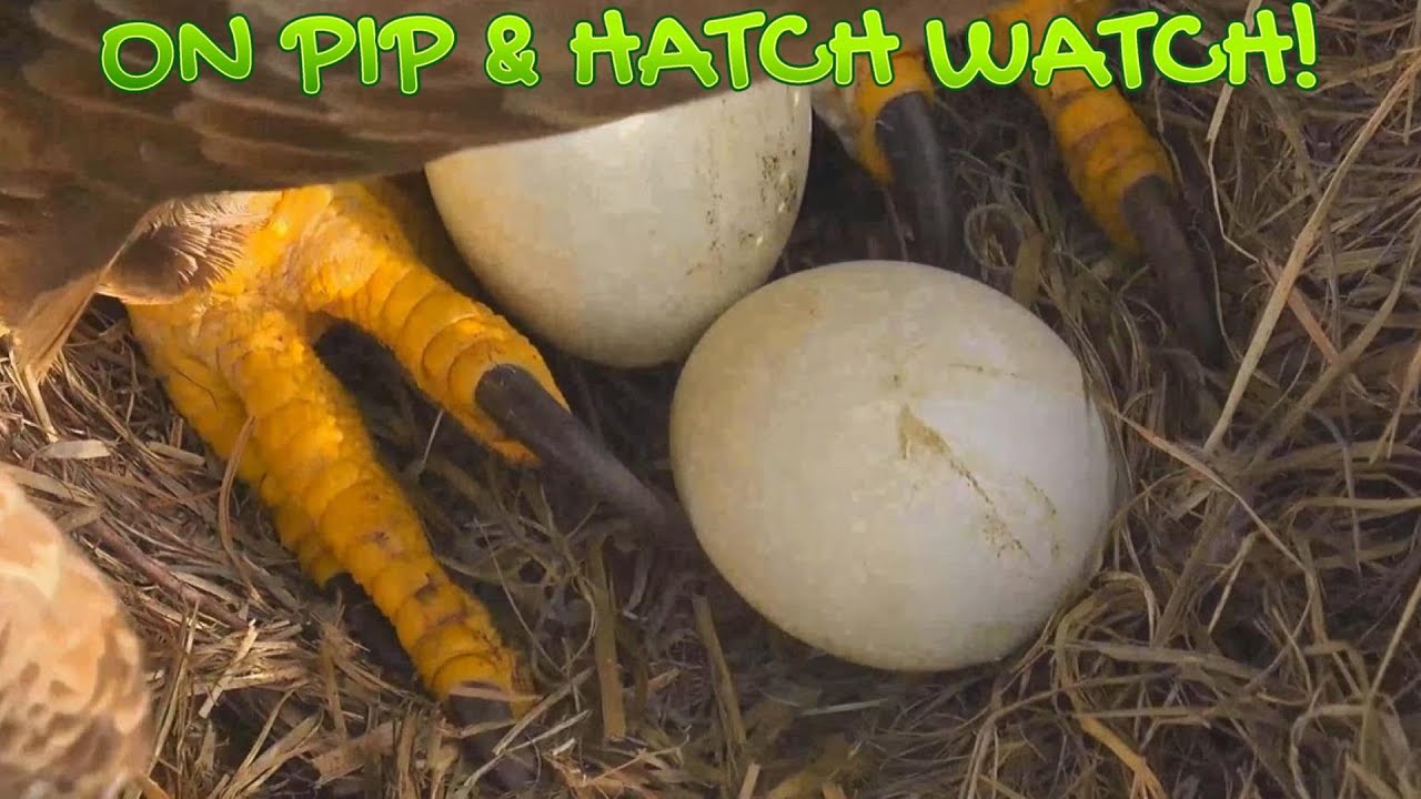 SWFL Eagles ~On PIP & HATCH WATCH! Good Luck! 🐣🍀 12.29.23 - YouTube