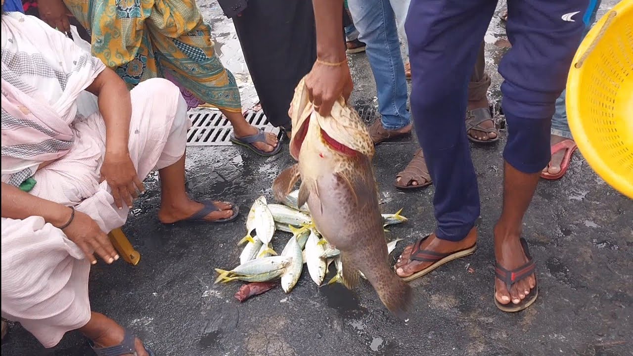 Kasimadu fish yaalam kasimadu fish Market Chennai - YouTube
