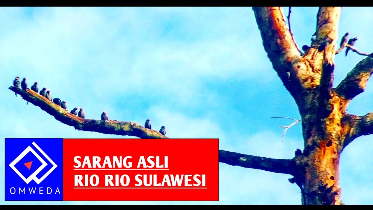 SARANG BURUNG JALAK RIO RIO DI ALAM SULAWESI - YouTube