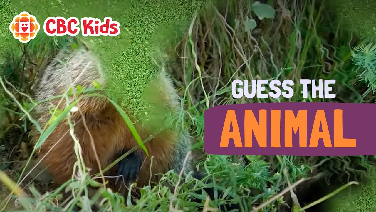 Guess Which Animal Is An Expert Digger! | CBC Kids - YouTube