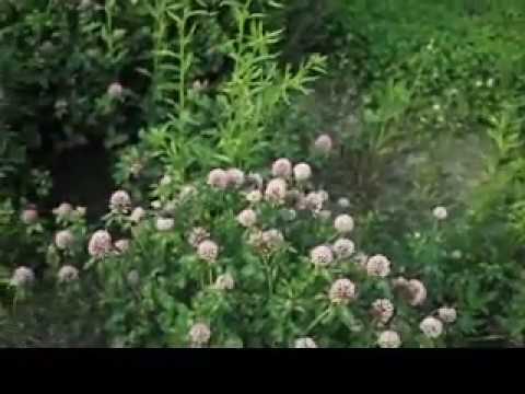 30seconds movie sigma dp2x   Shichigahama / in the flowers