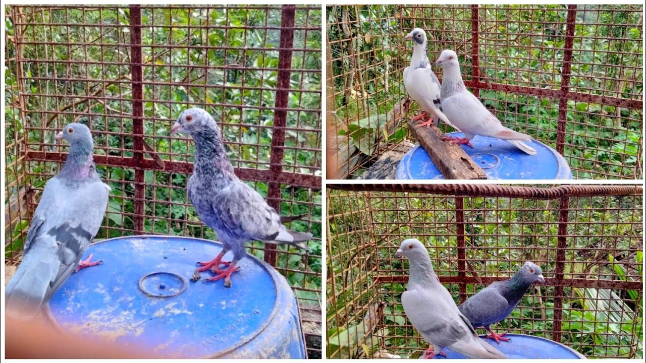 parava breeding pair for sale | interested people contact saju +91 ...