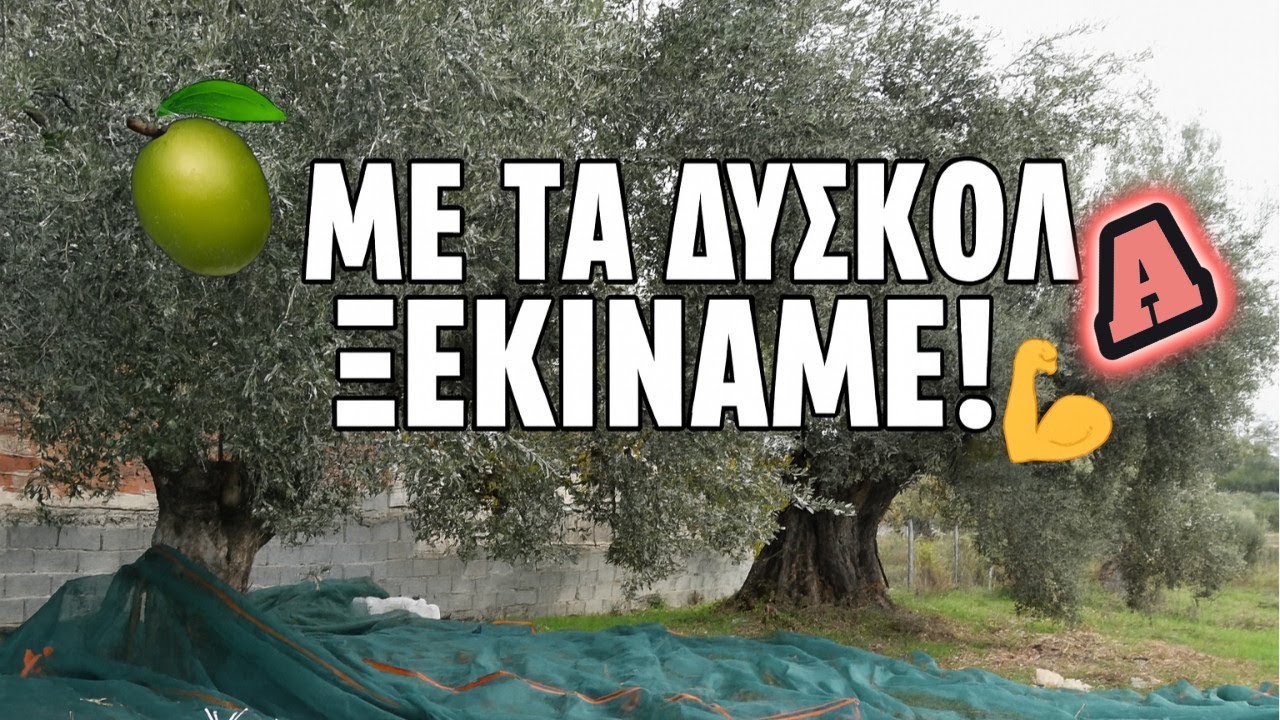 ΕΛΙΑ💪ΜΕ ΤΑ ΔΥΣΚΟΛΑ ΞΕΚΙΝΑΜΕ🫒ΟΙ ΕΛΙΕΣ ΠΟΥ ΖΟΡΙΖΟΥΝ🔥#μαθαίνοντασ_για_την ...