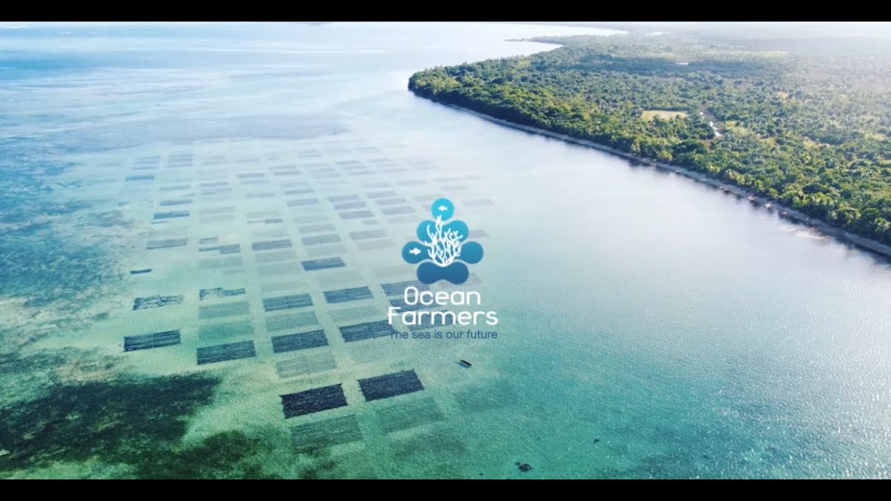 Valorising Seaweed Natural Capital for Communities Livelihoods (Ocean ...