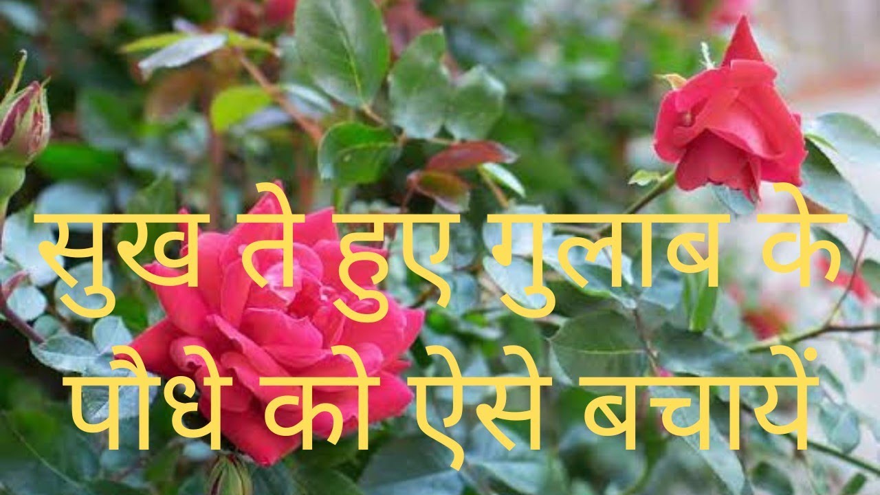 Sukh te hue gulab ke paudhe ko is tarah se bajaye @organicfarming910 ...