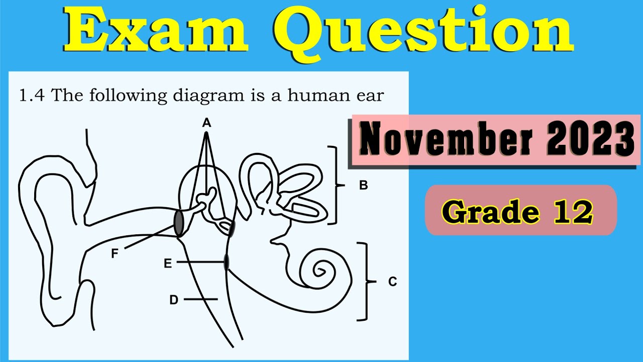 Exam Question | Human responding to the Environment | Human ear | Life ...