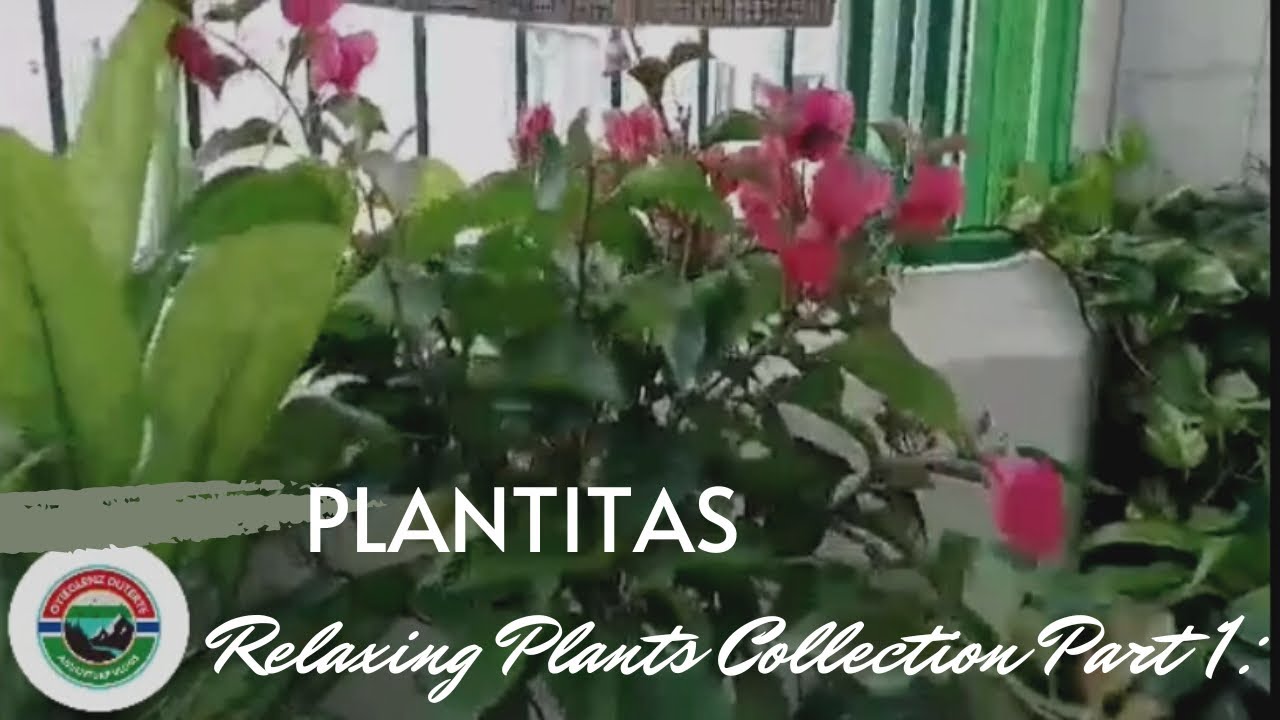 Relaxing Plants Collection Part 1:Plantitas| - YouTube