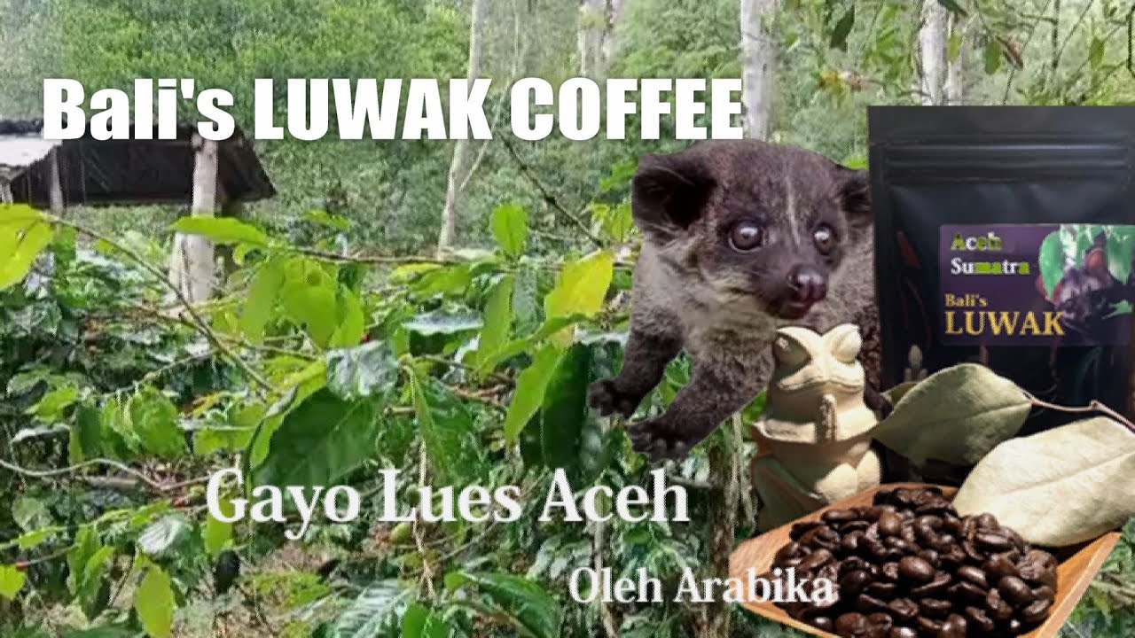 Bali's LUWAK COFFEE ACEH SUMATRA - YouTube