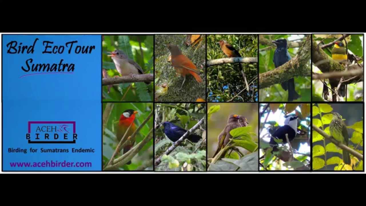 Endemic Bird in Sumatra - YouTube