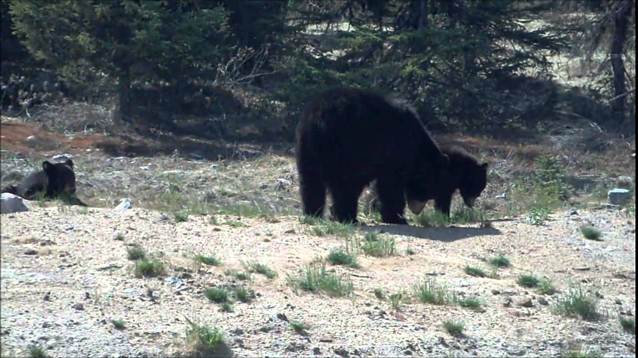 Black Bears near Cache River Labrador - YouTube