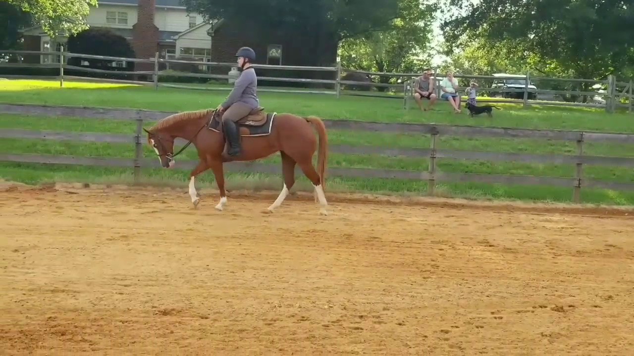 *SOLD* High Rolling Lady - large pony hunter prospect - YouTube
