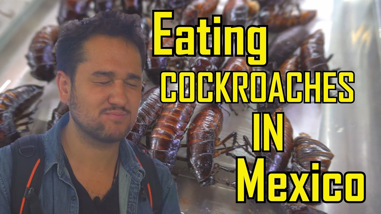 Eating COCKROACHES, SPIDERS and ZEBRA in MEXICO CITY! 🕷️ - YouTube