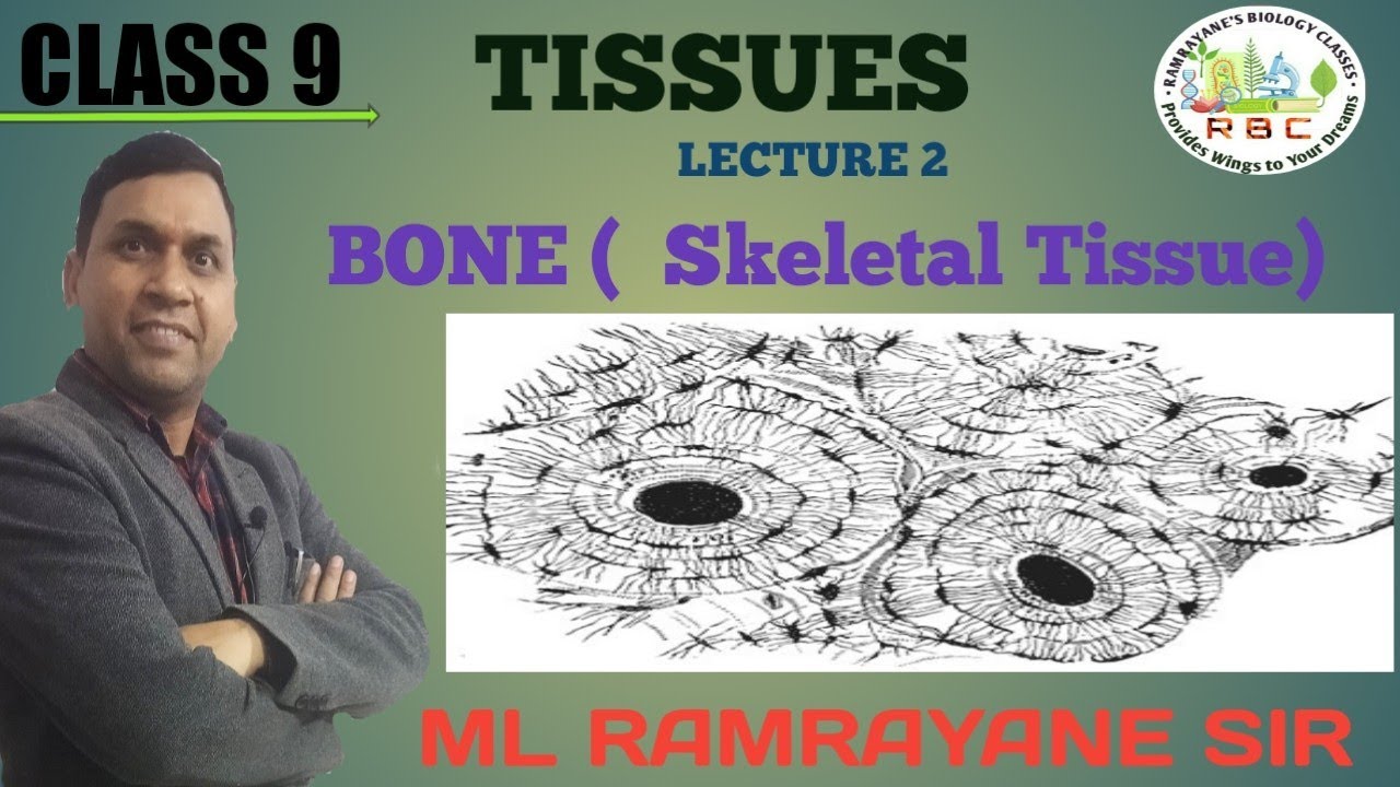 Bone || Skeletal Tissue (Connective Tissue) || 9 CBSE / NTSE || Lecture ...