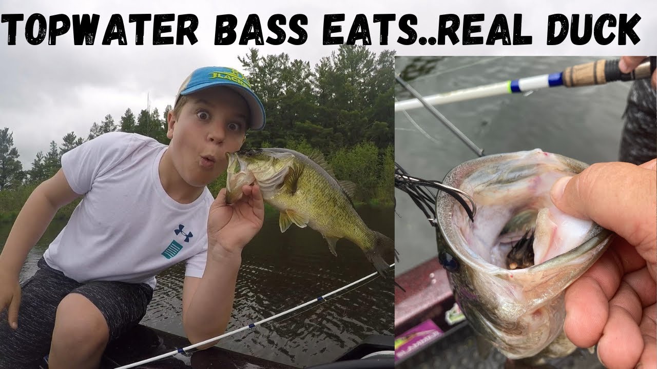 TOPWATER BASS EATS...REAL DUCK - YouTube