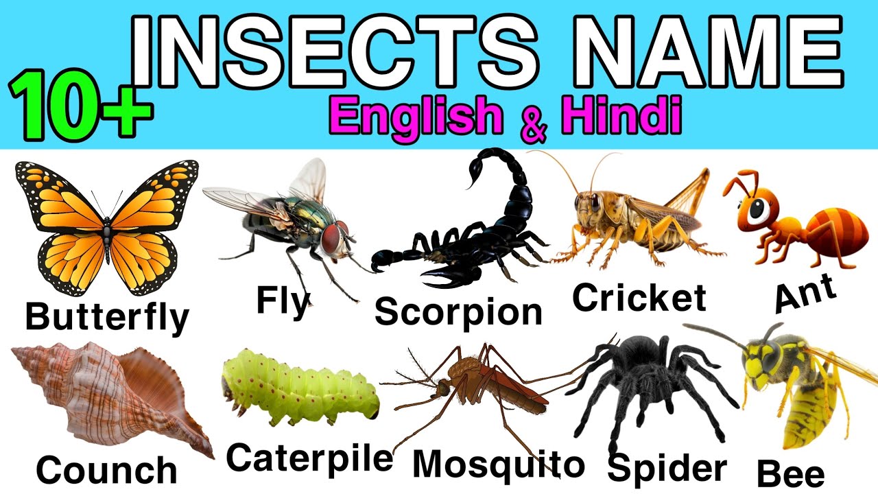 INSECTS NAME | Insects name In Hindi and English | Insects Name with ...