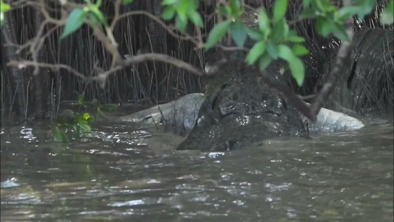 Massive Saltwater Crocodile EATING another crocodile! - YouTube