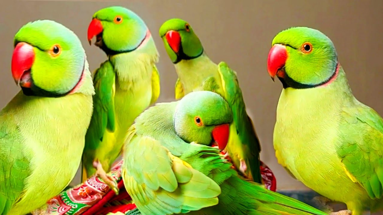 Speaking Parrots🌶So Cute ️ Playing Or🍃Talking Natural♥️ Beauty🥀 - YouTube