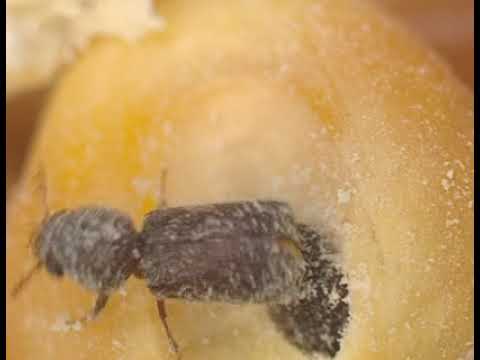 PROSTEFANO - Prostephanus truncatus - YouTube