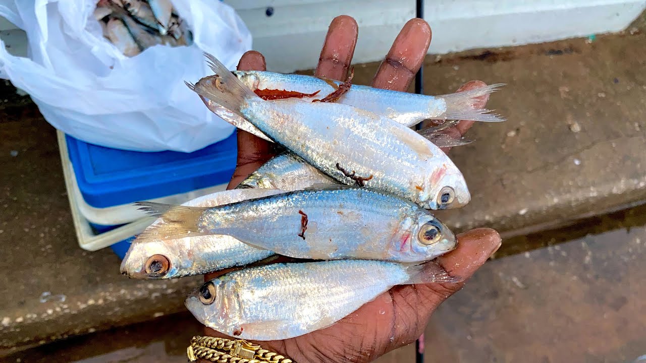 How To Start Fishing Any Bridge for Beginners- Rigs, Tips and ...