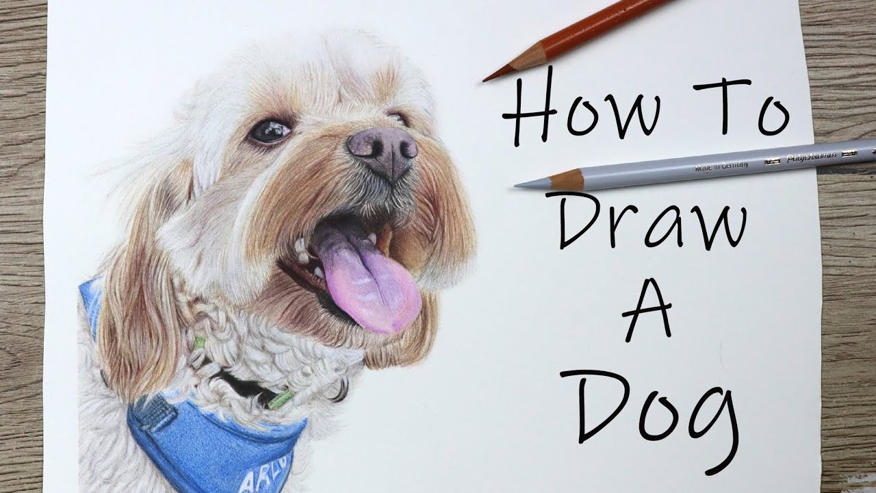 How to Draw a DOG (Cavoodle) in Colour Pencil | Real-Time Tutorial ...