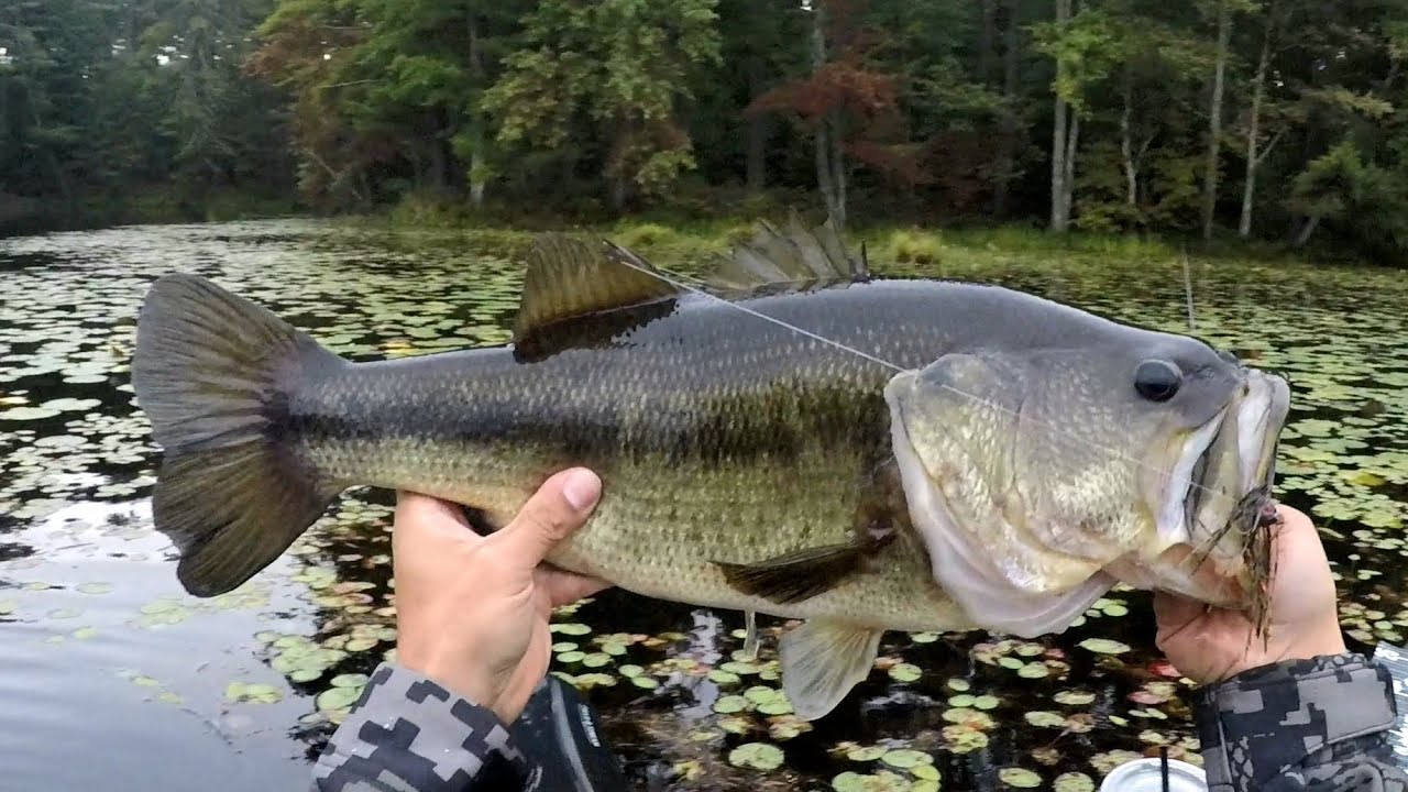 6lb Bass on the "Craw-Jig" Cast2Catch - YouTube
