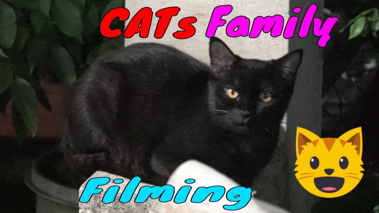 Beautiful CATs Family with 3 Generations Living Together 2 | Viral Cat ...