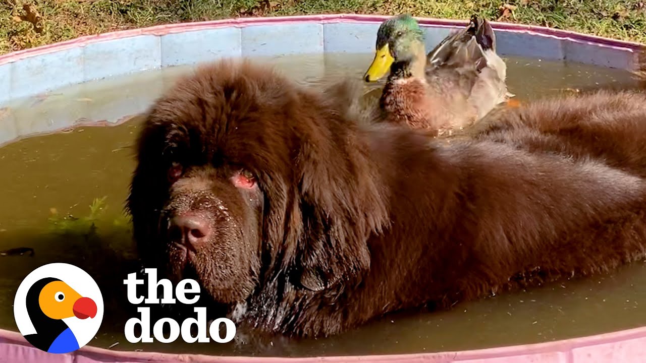 Duck Flaps His Wings So Hard When He Sees His 153-Pound Dog Best Friend ...