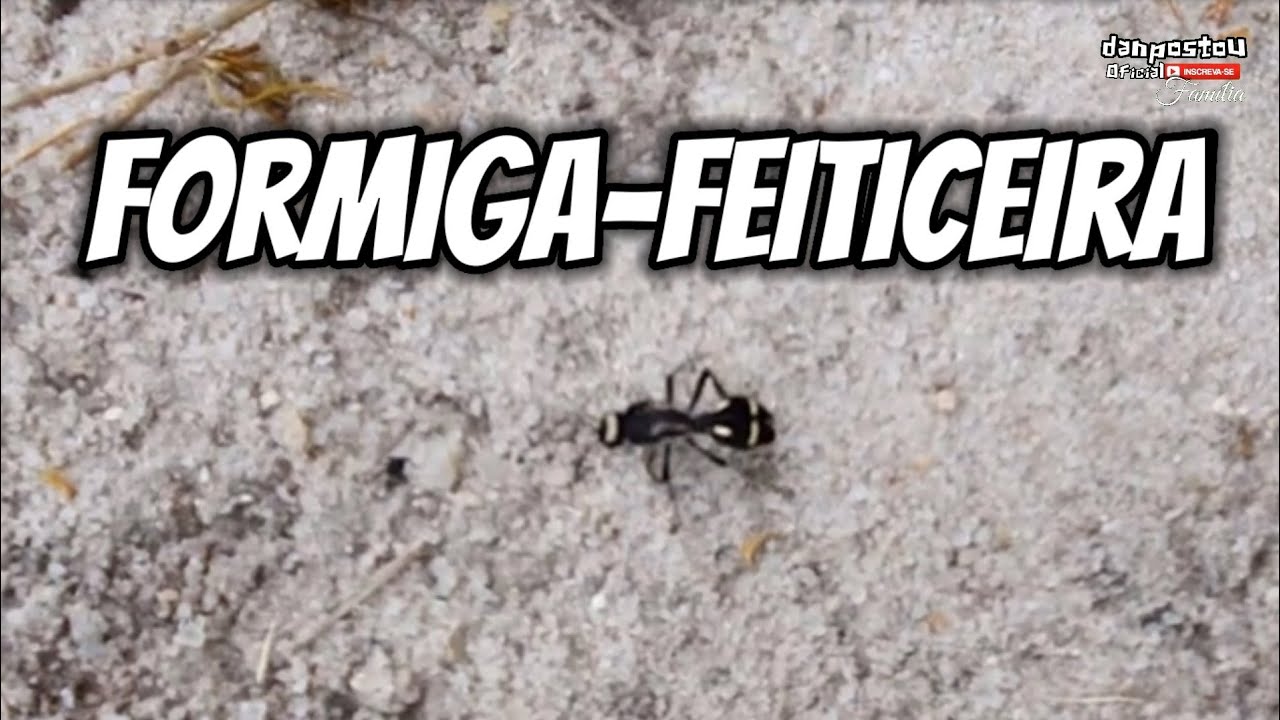 Você não sabia, mas essa formiga tem uma das picadas mais doloridas de ...