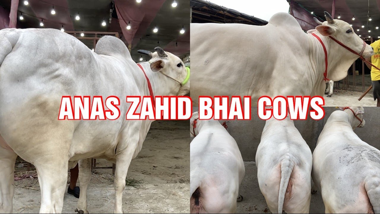 Anas Zahid Bhai 5 Cows From Sardar Cattle Farm | Kolkata Cow 2023 - YouTube