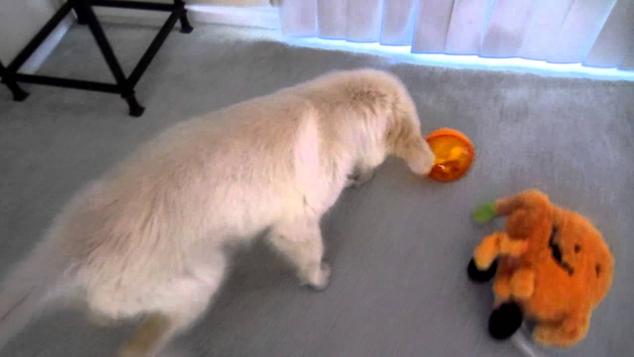 Smart Golden Retriever Puppy Slowly Rolling His iQ Treat Dispensing ...