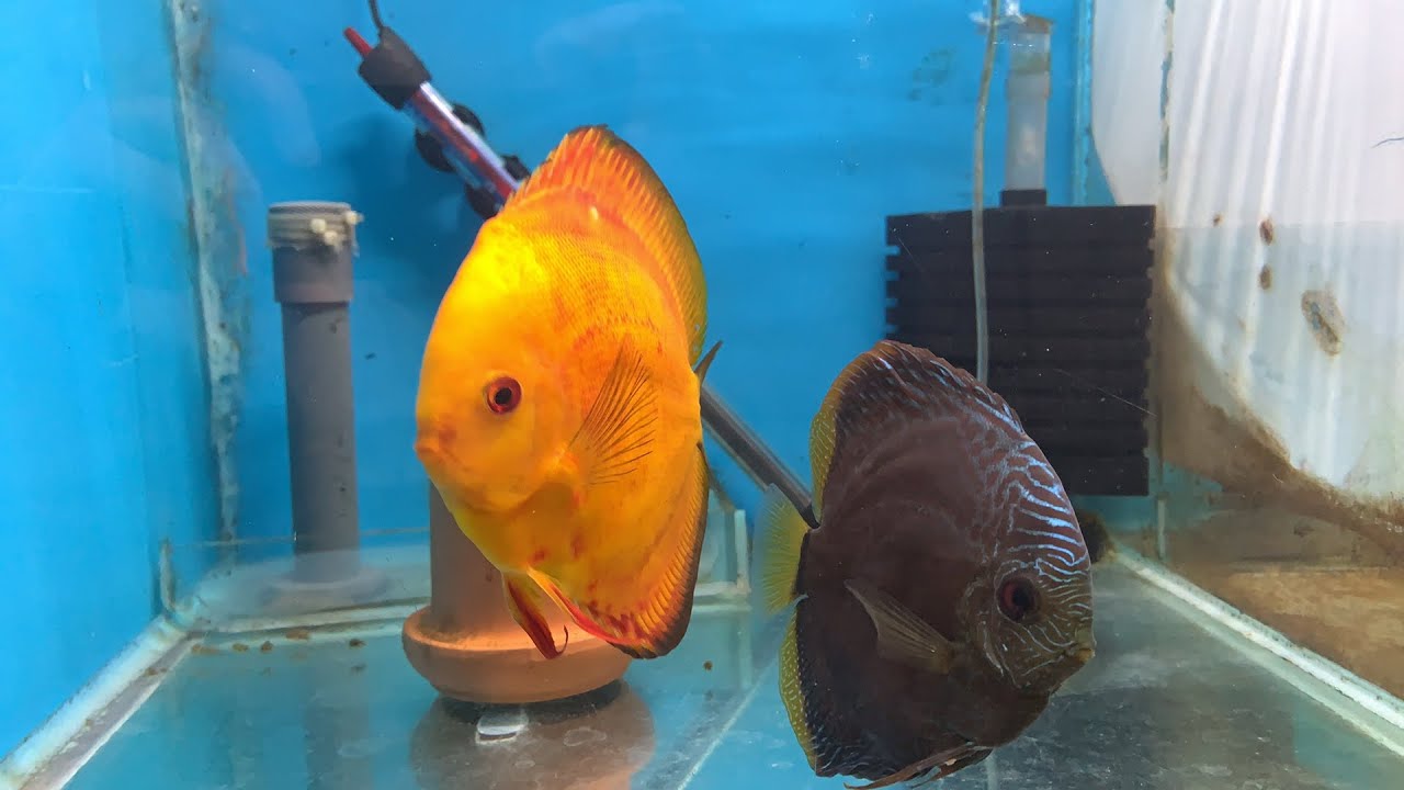 🔴 Live JT Keeping Fish // Discus Tank Watch! 🔴 - YouTube