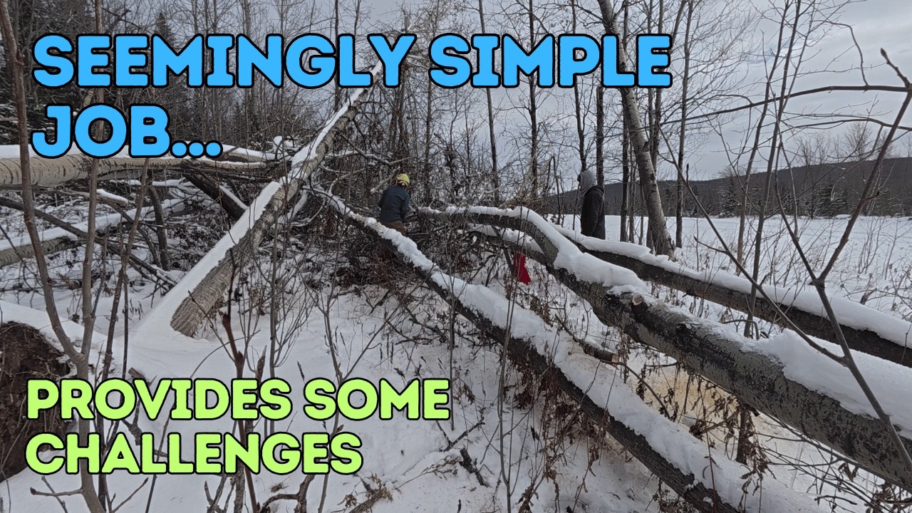 Cutting firewood from blown down trees - YouTube