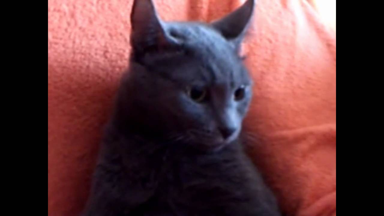 Funny Russian blue cat - YouTube