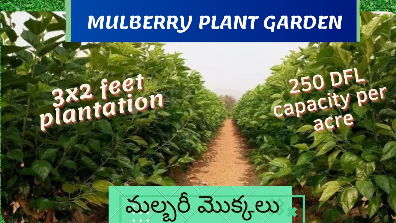 Mulberry 3x2 feet plantation |మల్బరీ 3x2 అడుగుల తోట | bush-method |10 ...