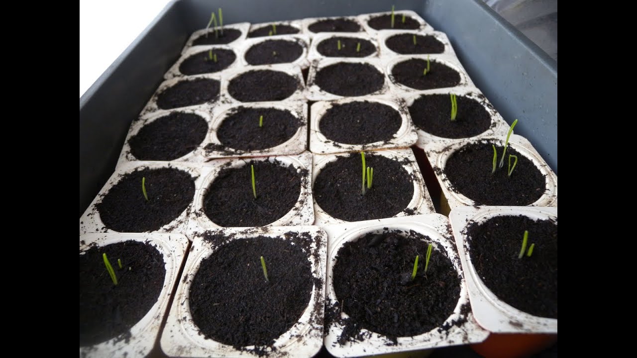 Culture des oignons 2023 : Etape I, le semis, la germination et la ...