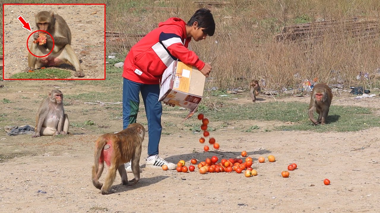 टमाटर खाना तो कोई इसने सीखे | monkeys favourite food tomatoes | monkey ...