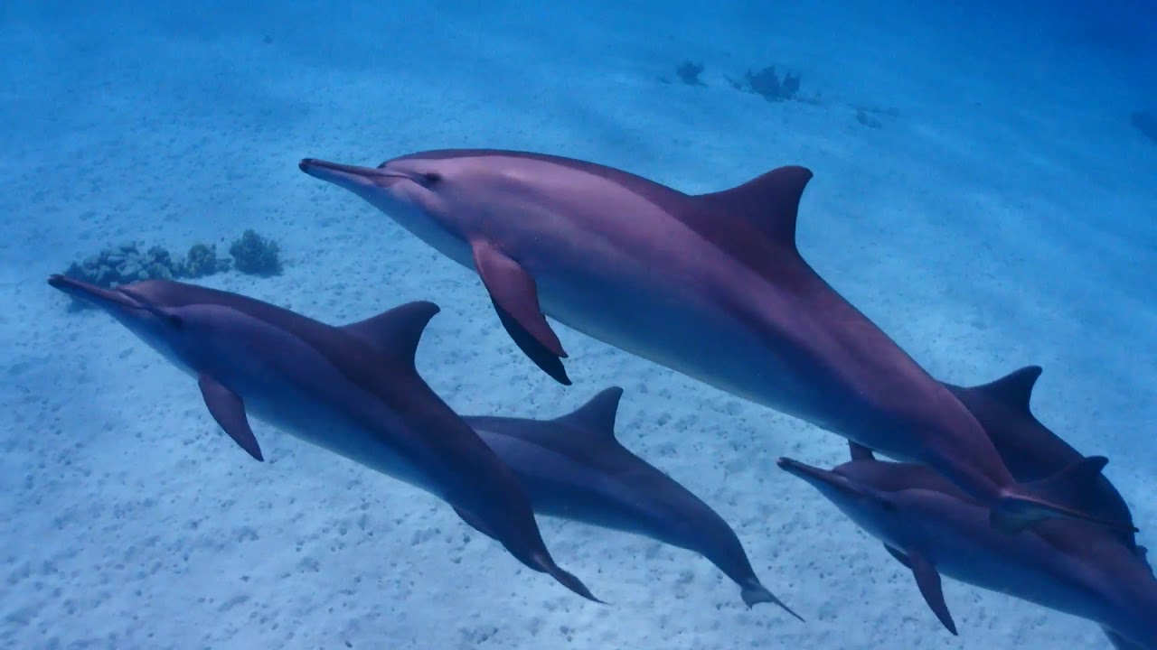 Samadai and Sataya "Dolphin House" Reefs - 2026 Guide