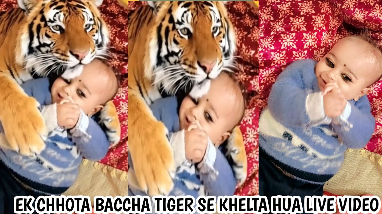 EK CHHOTA BACCHA TIGER SE KHELTA HUA LIVE VIDEO#live - YouTube