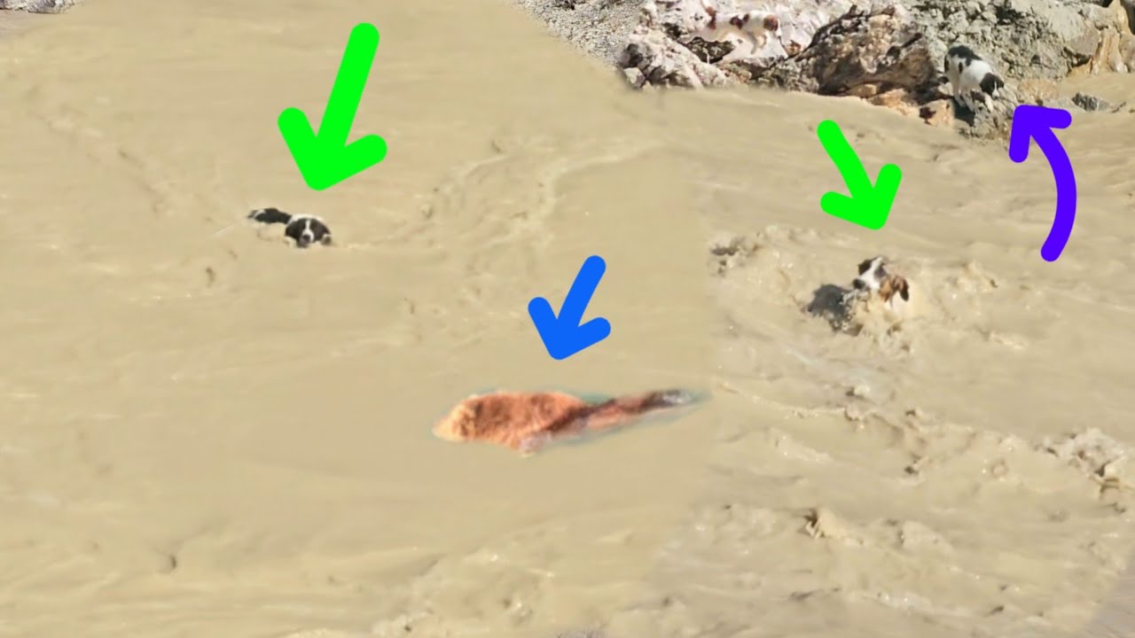 Lucky and Loki crossing the Khersan River 🌊🐕🐾 | Kulthum Khanum's return ...