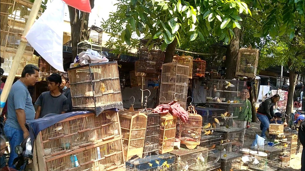 Pasar Burung Sukahaji Bandung || aktivitas jual beli burung di pasar ...