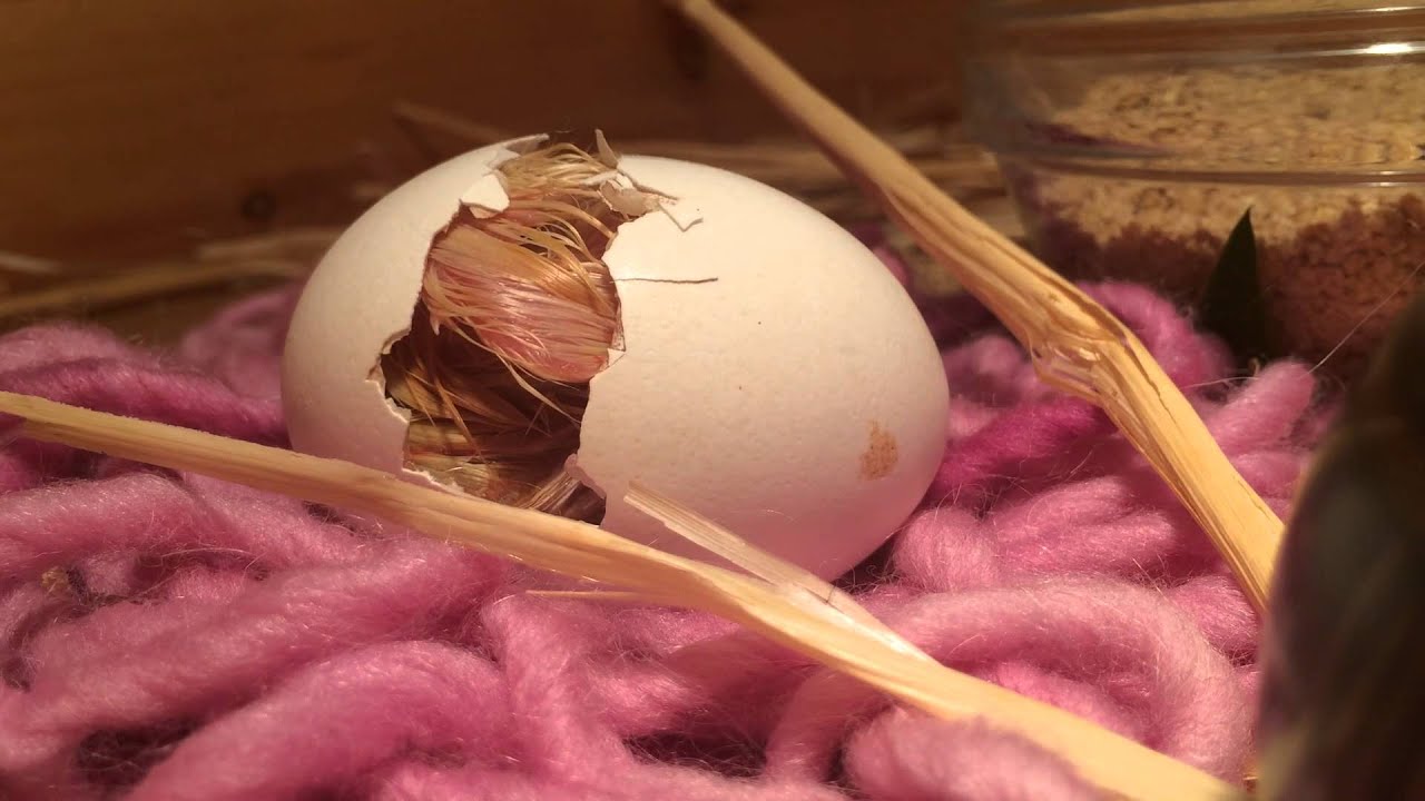 Time lapse baby chick being born - YouTube